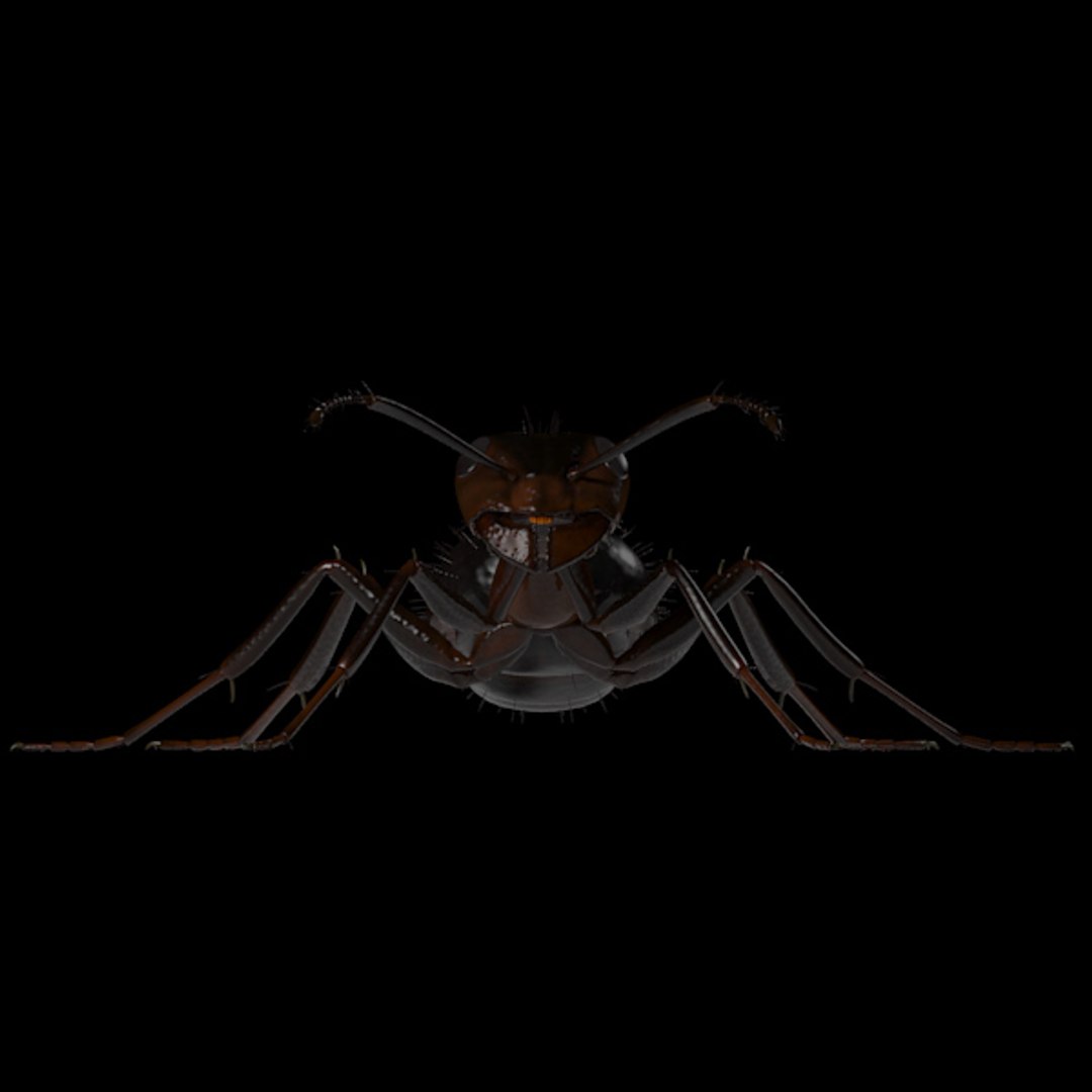 3D Ant - TurboSquid 621627