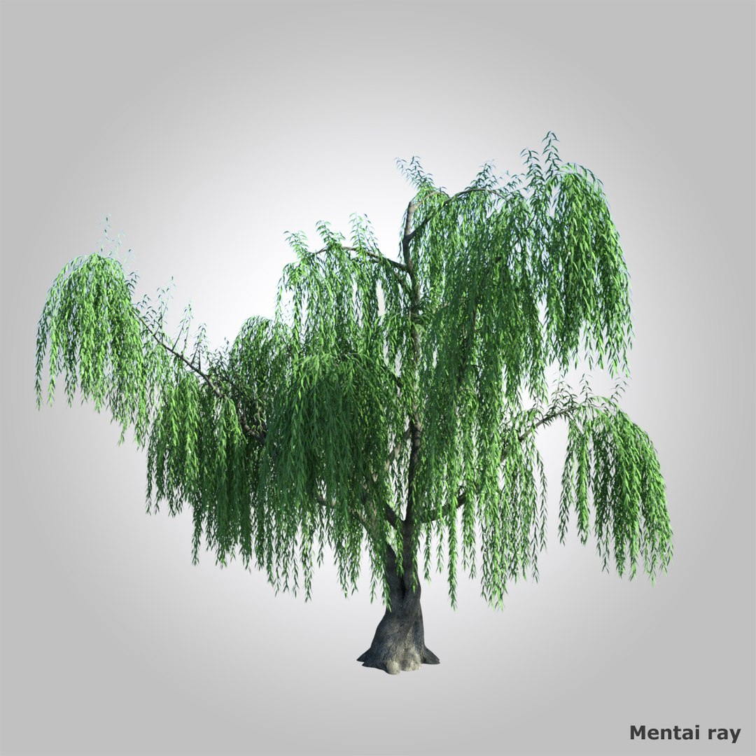 3d Model Realistic Willow Tree