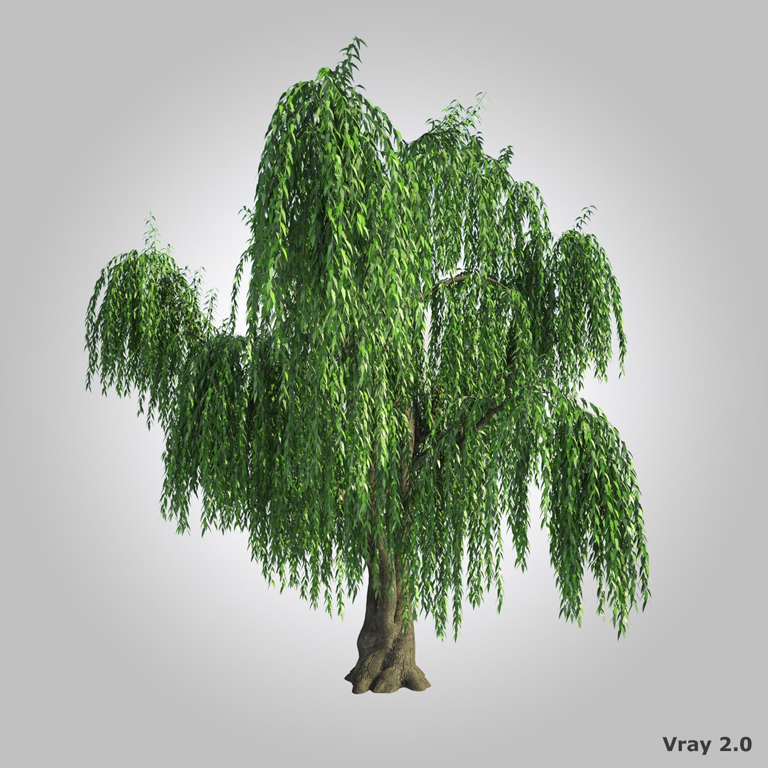 3d Model Realistic Willow Tree