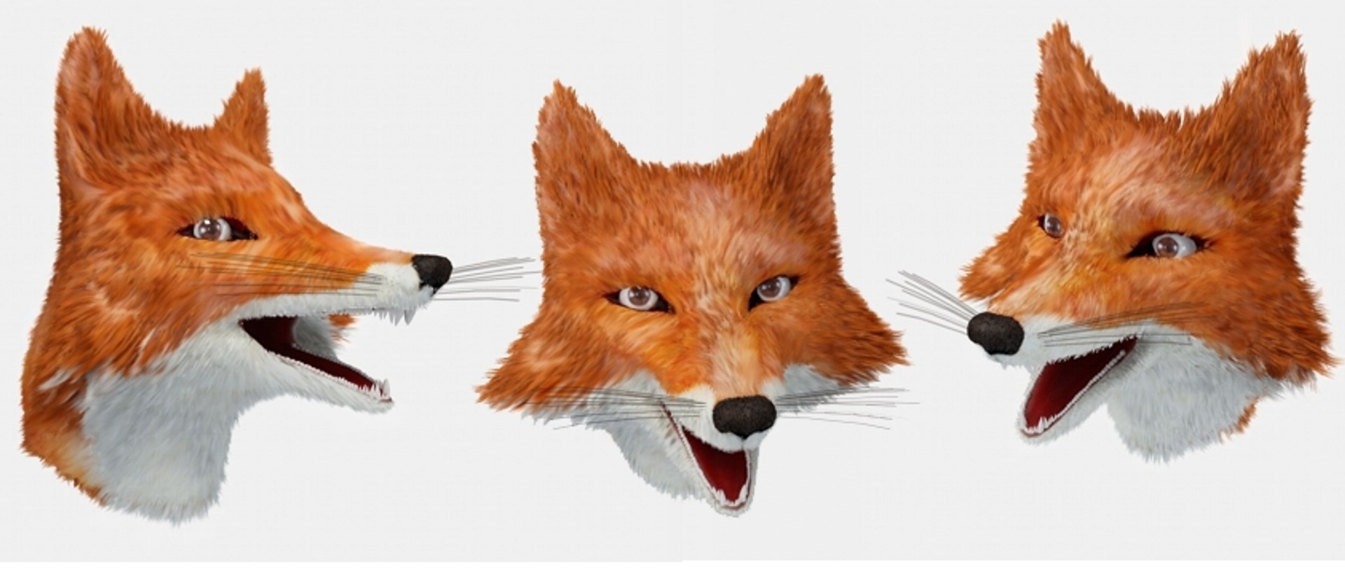 Max Fox Head