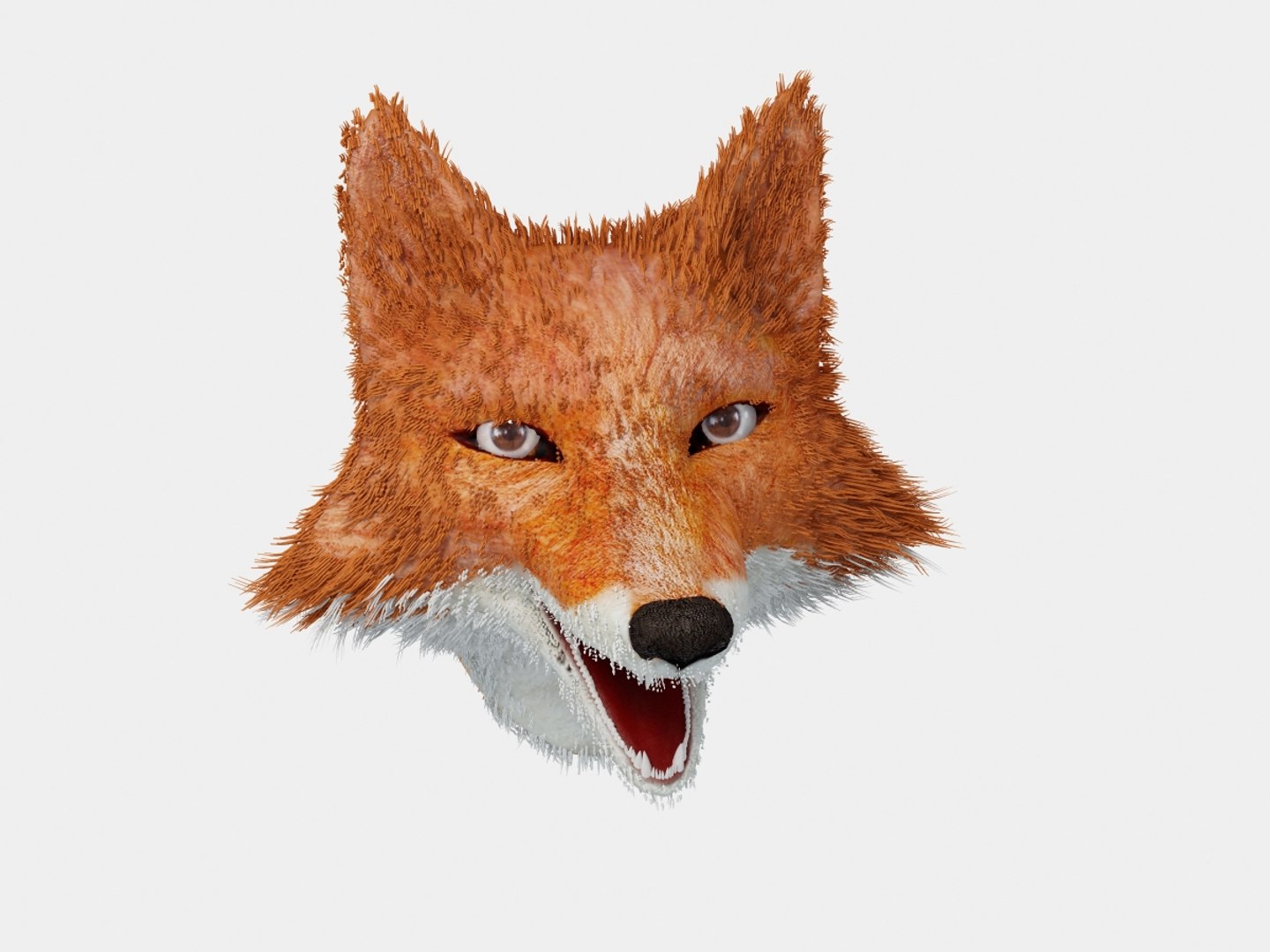 Max Fox Head