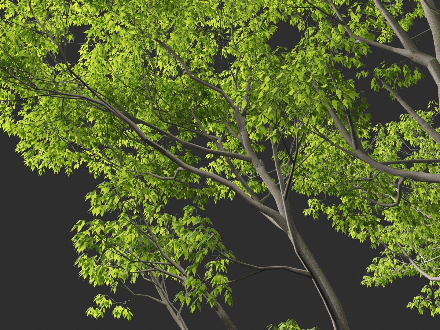 Celtis Australis - European Nettle Tree 3D Model - TurboSquid 2118737