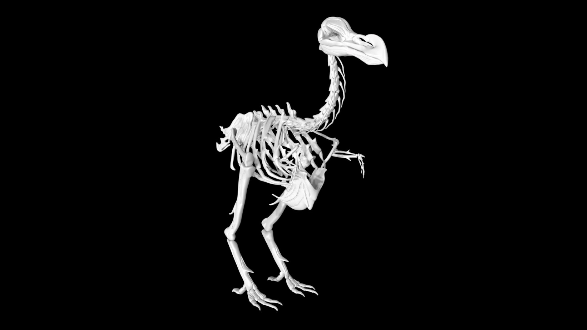 Dodo Skeleton 3D Model - TurboSquid 1890598