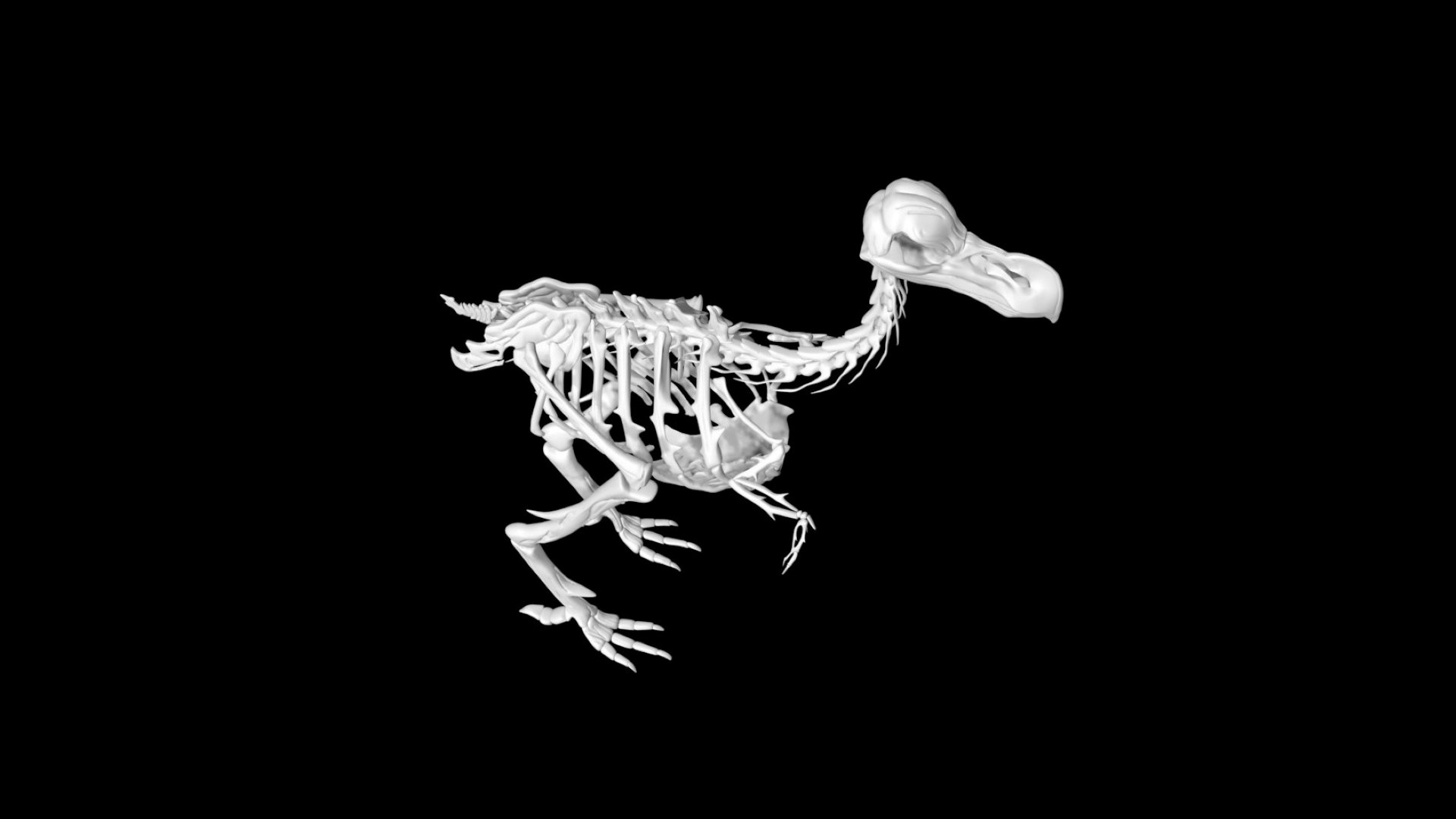 Dodo Skeleton 3D Model - TurboSquid 1890598