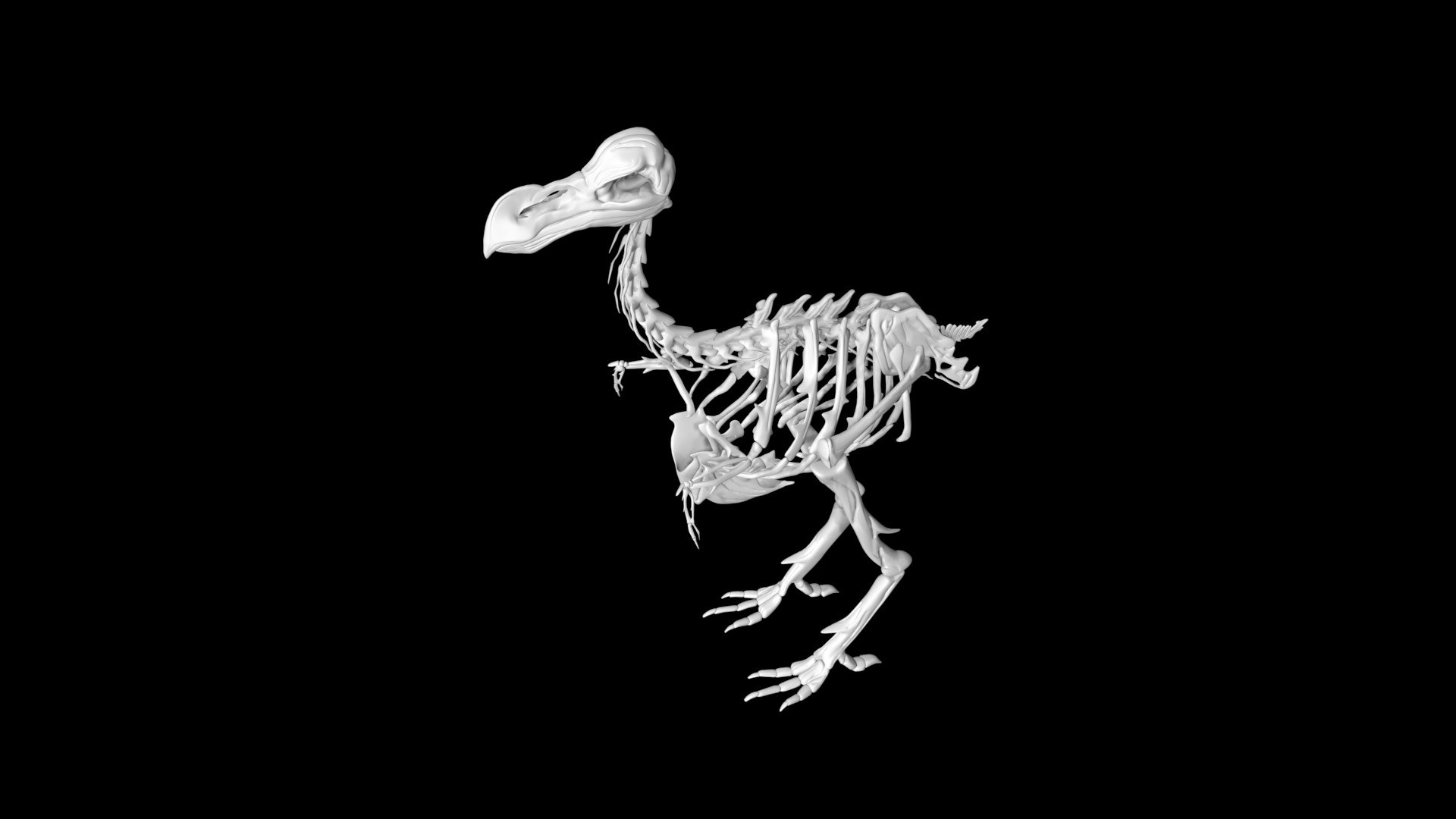 Dodo Skeleton 3D Model - TurboSquid 1890598