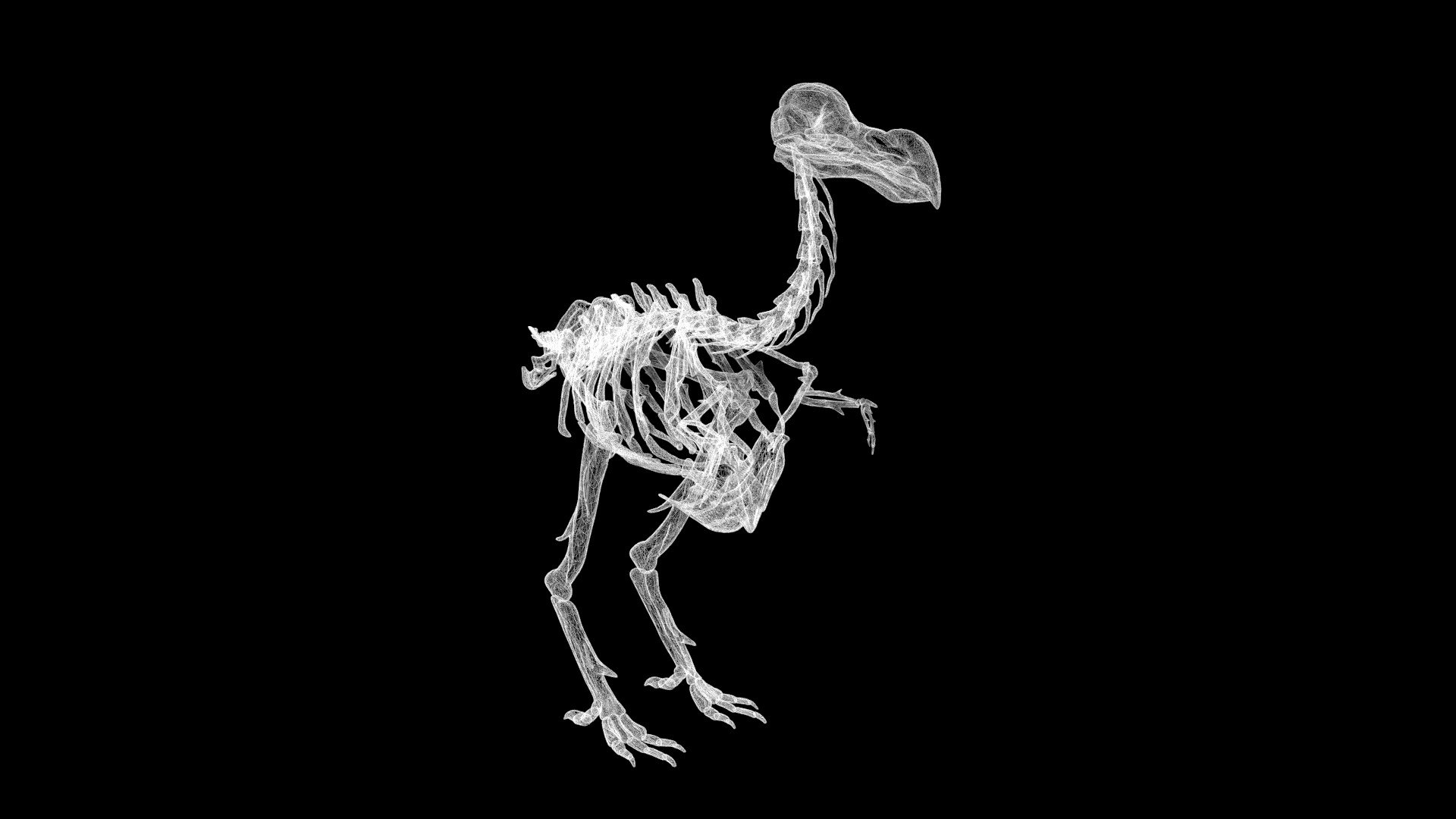 Dodo Skeleton 3D Model - TurboSquid 1890598