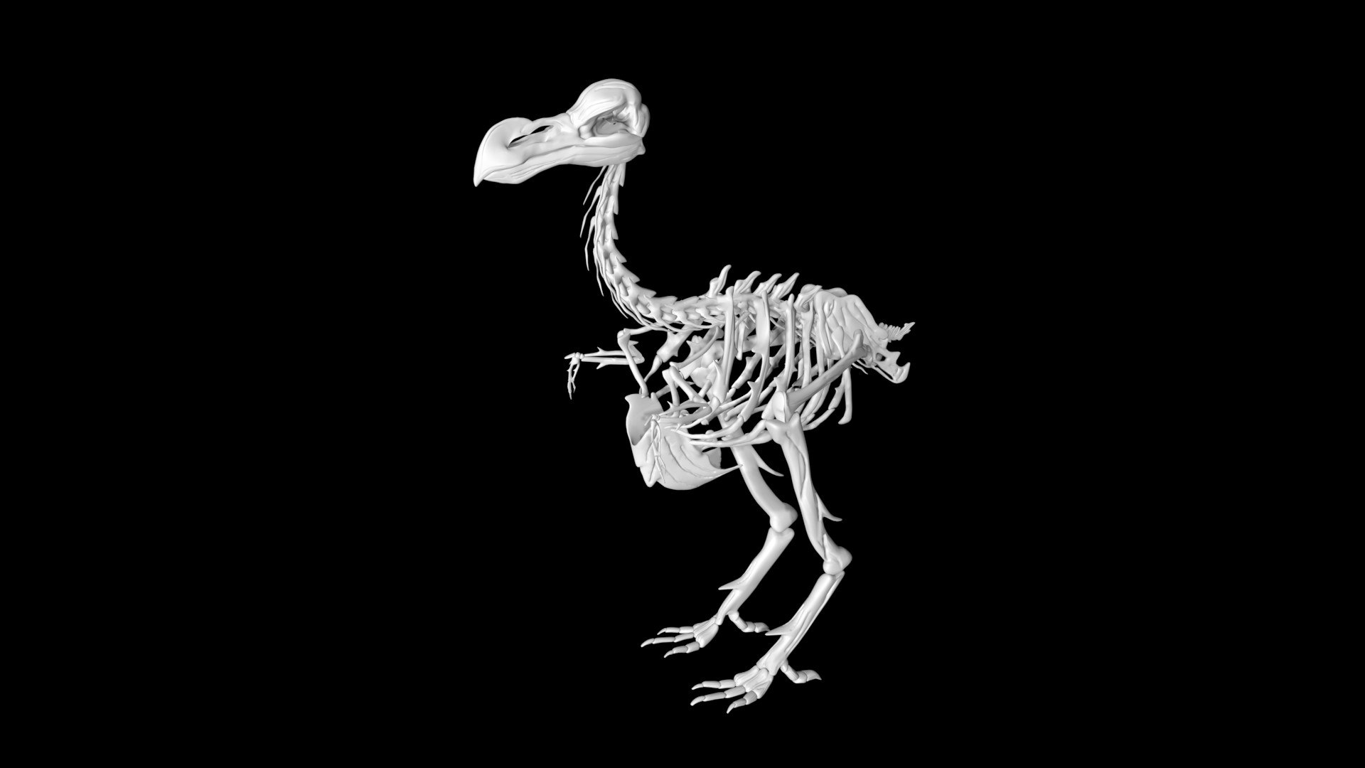 Dodo Skeleton 3D Model - TurboSquid 1890598