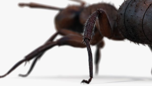 3D Ant Rigged Animated 8K PBR Textures - TurboSquid 1954743