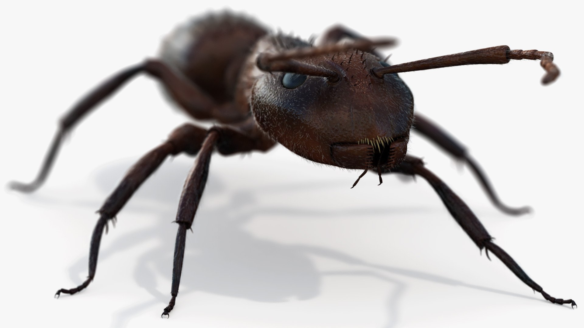 3D Ant Rigged Animated 8K PBR Textures - TurboSquid 1954743
