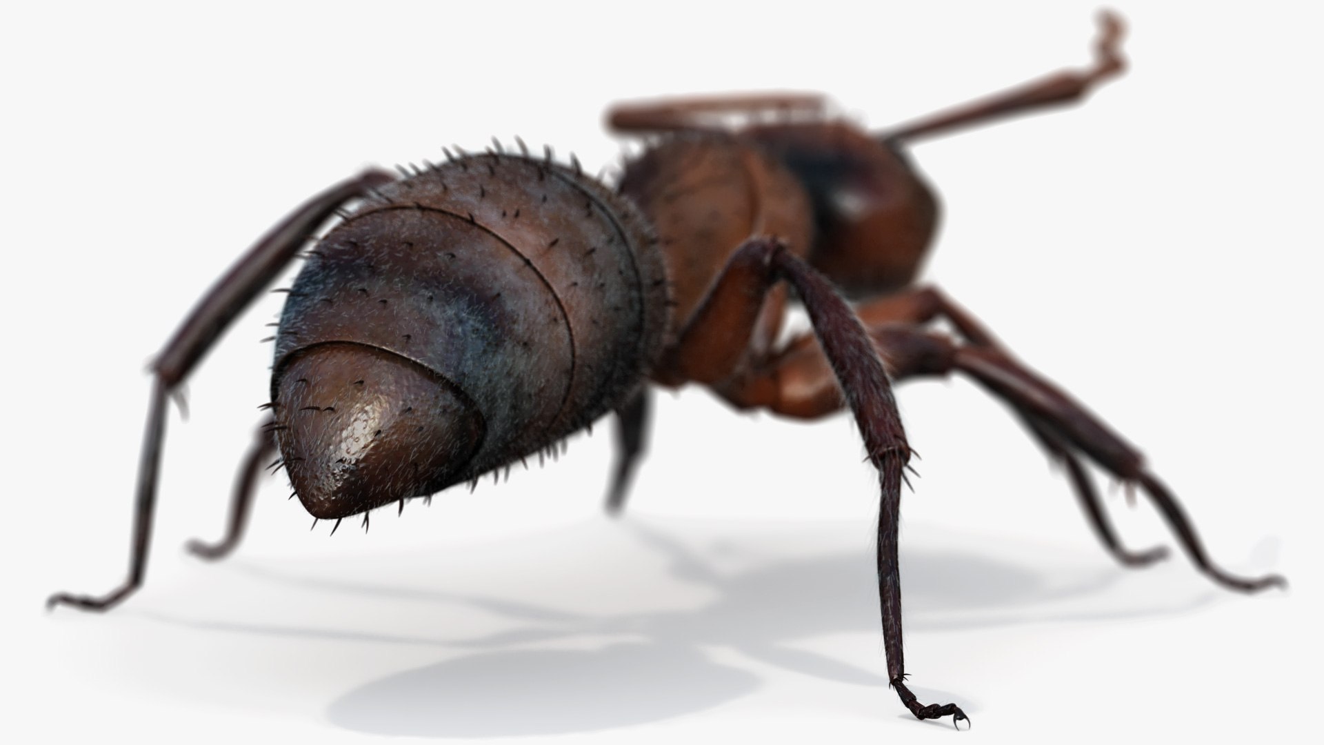 3D Ant Rigged Animated 8K PBR Textures - TurboSquid 1954743