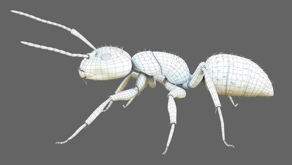 Ant Rigged 애니메이션 8K PBR 텍스처 3D 모델 - TurboSquid 1954743