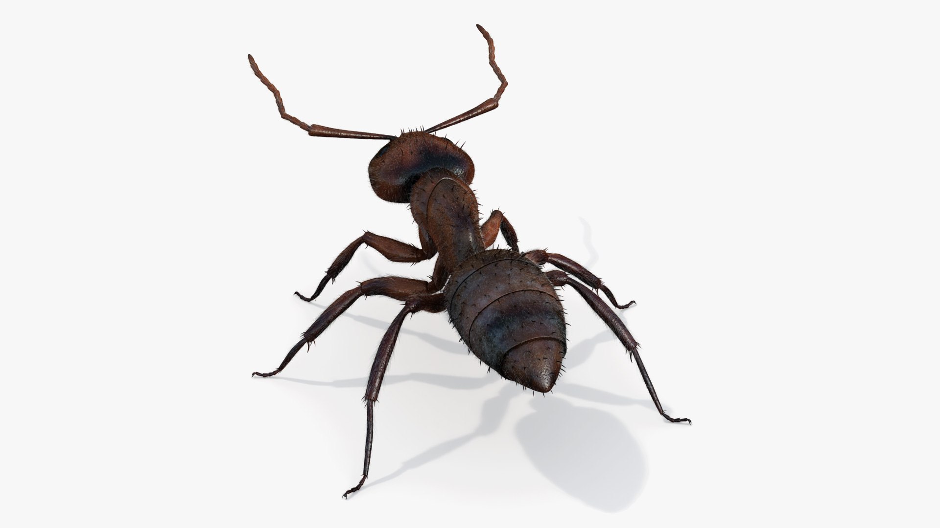3D Ant Rigged Animated 8K PBR Textures - TurboSquid 1954743