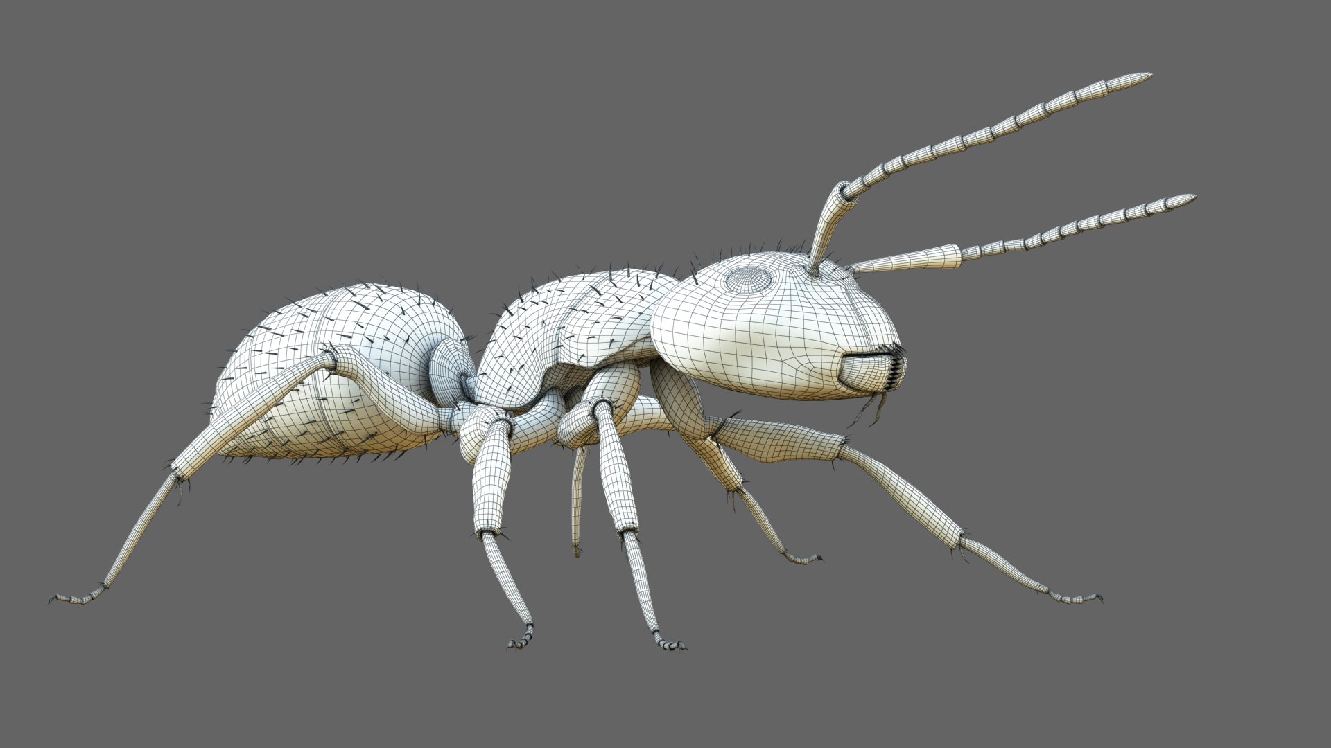3D Ant Rigged Animated 8K PBR Textures - TurboSquid 1954743
