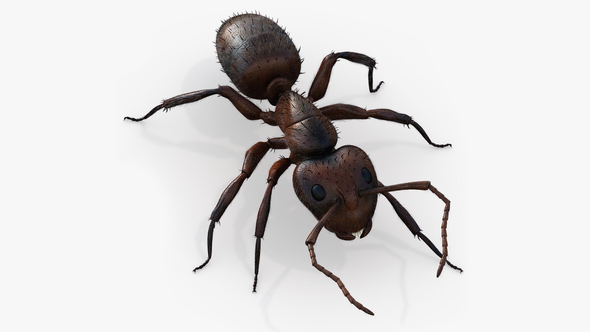 3D Ant Rigged Animated 8K PBR Textures - TurboSquid 1954743