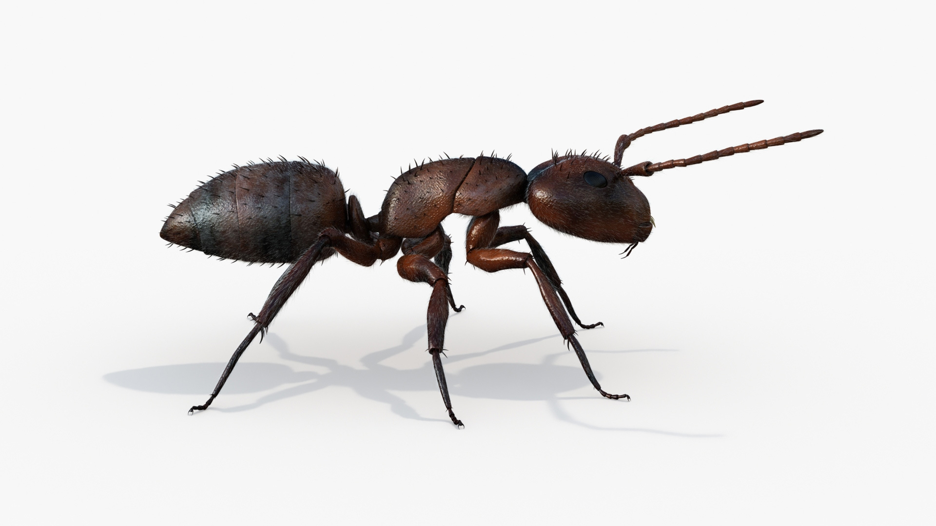 3D Ant Rigged Animated 8K PBR Textures - TurboSquid 1954743