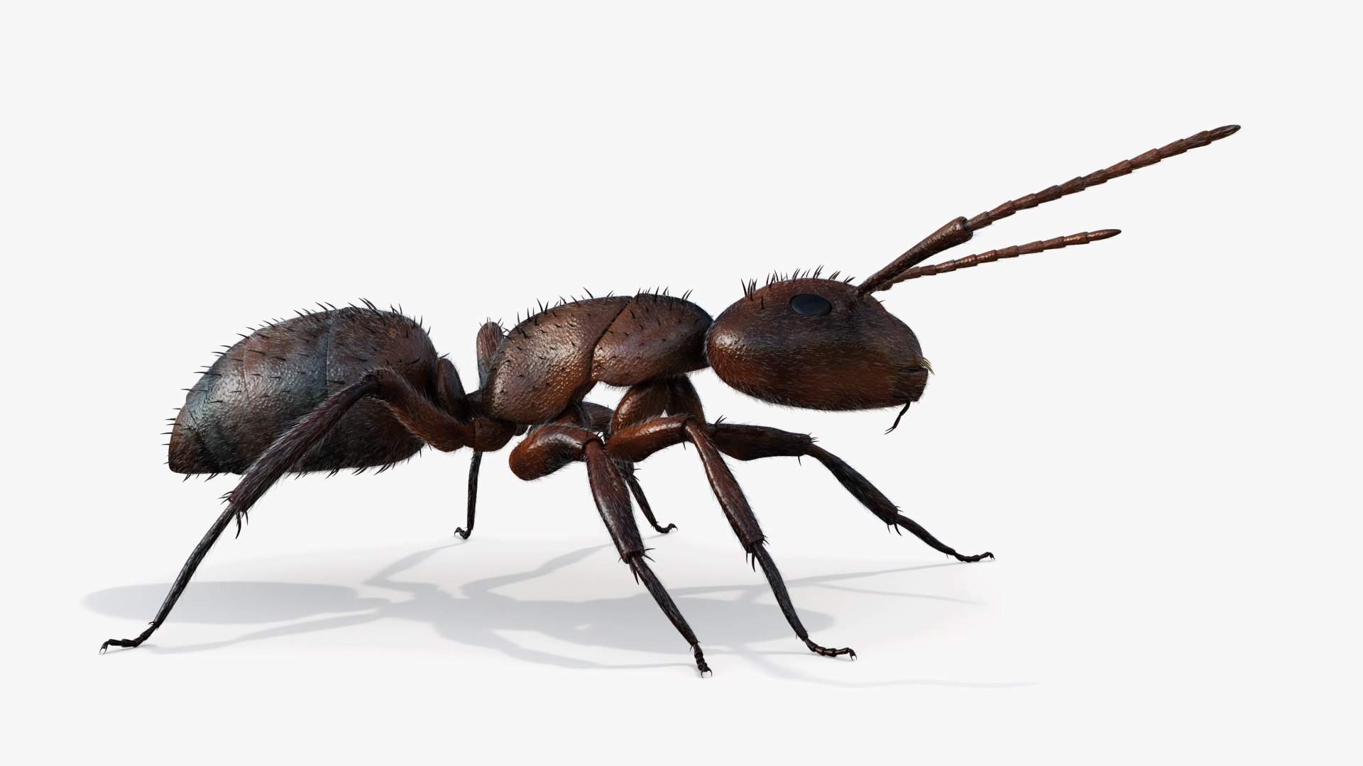 3D Ant Rigged Animated 8K PBR Textures - TurboSquid 1954743