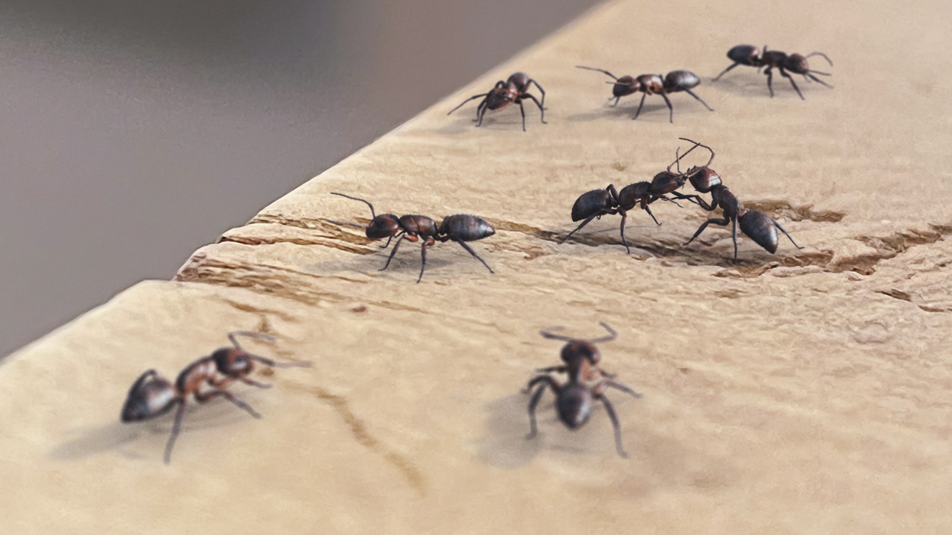 3D Ant Rigged Animated 8K PBR Textures - TurboSquid 1954743