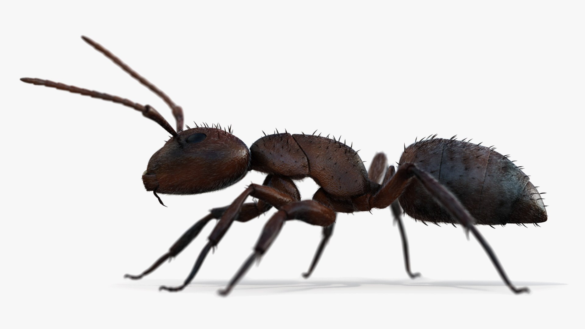 3D Ant Rigged Animated 8K PBR Textures - TurboSquid 1954743