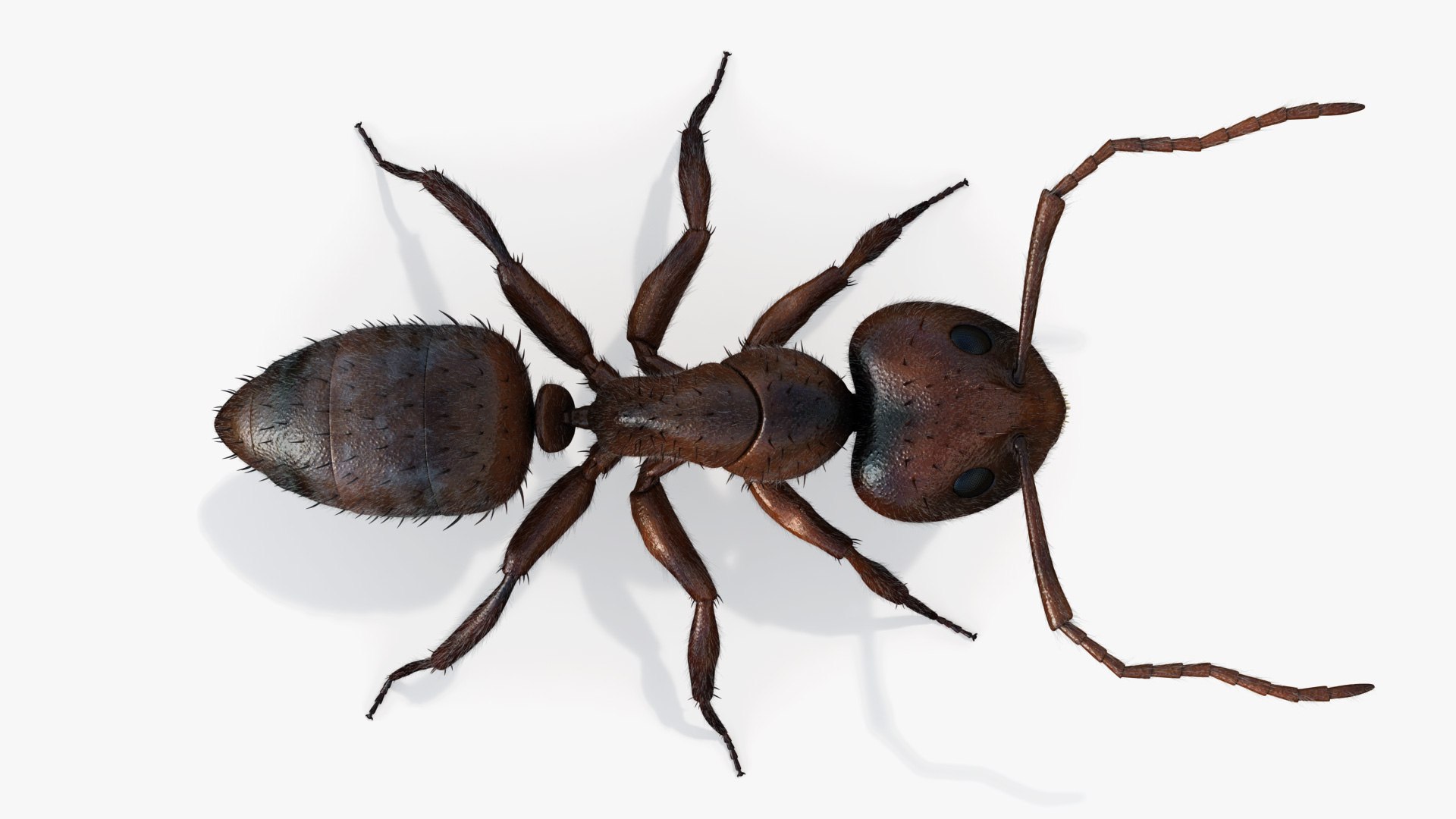 3D Ant Rigged Animated 8K PBR Textures - TurboSquid 1954743