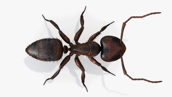 3D Ant Rigged Animated 8K PBR Textures - TurboSquid 1954743