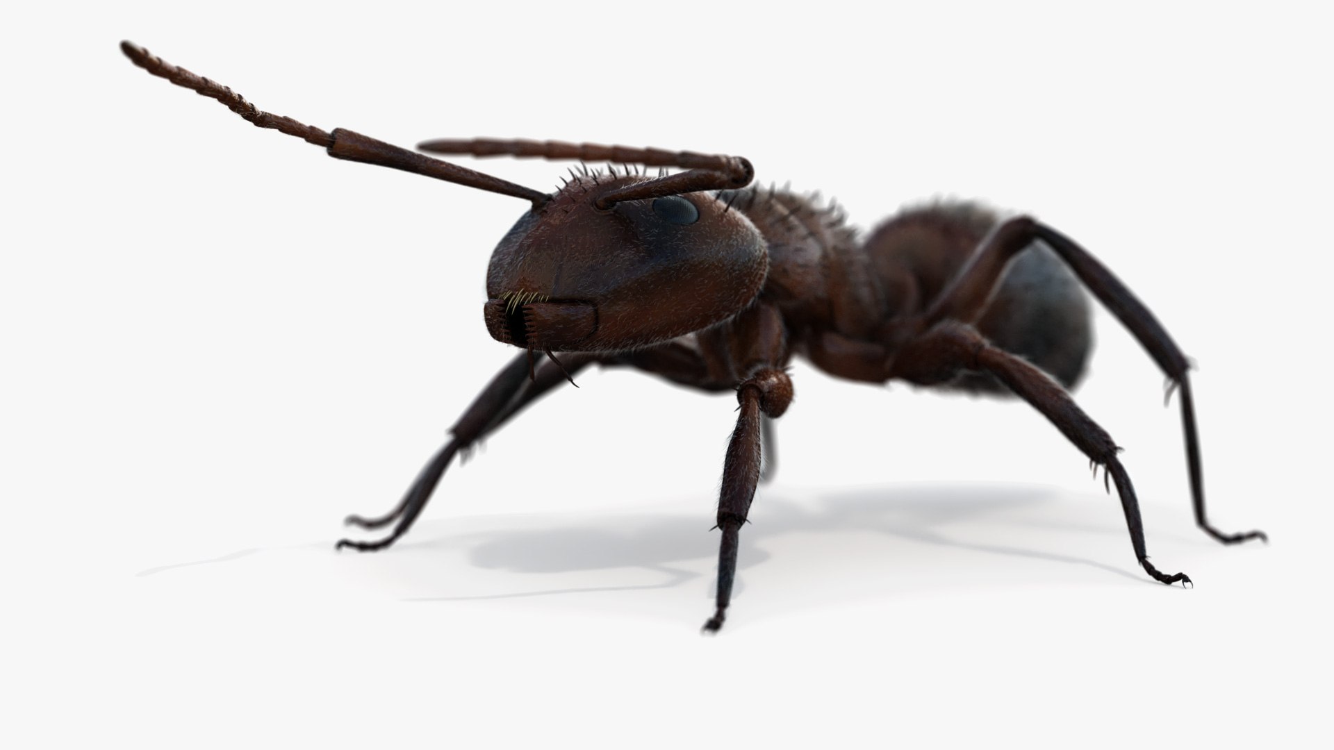 3D Ant Rigged Animated 8K PBR Textures - TurboSquid 1954743