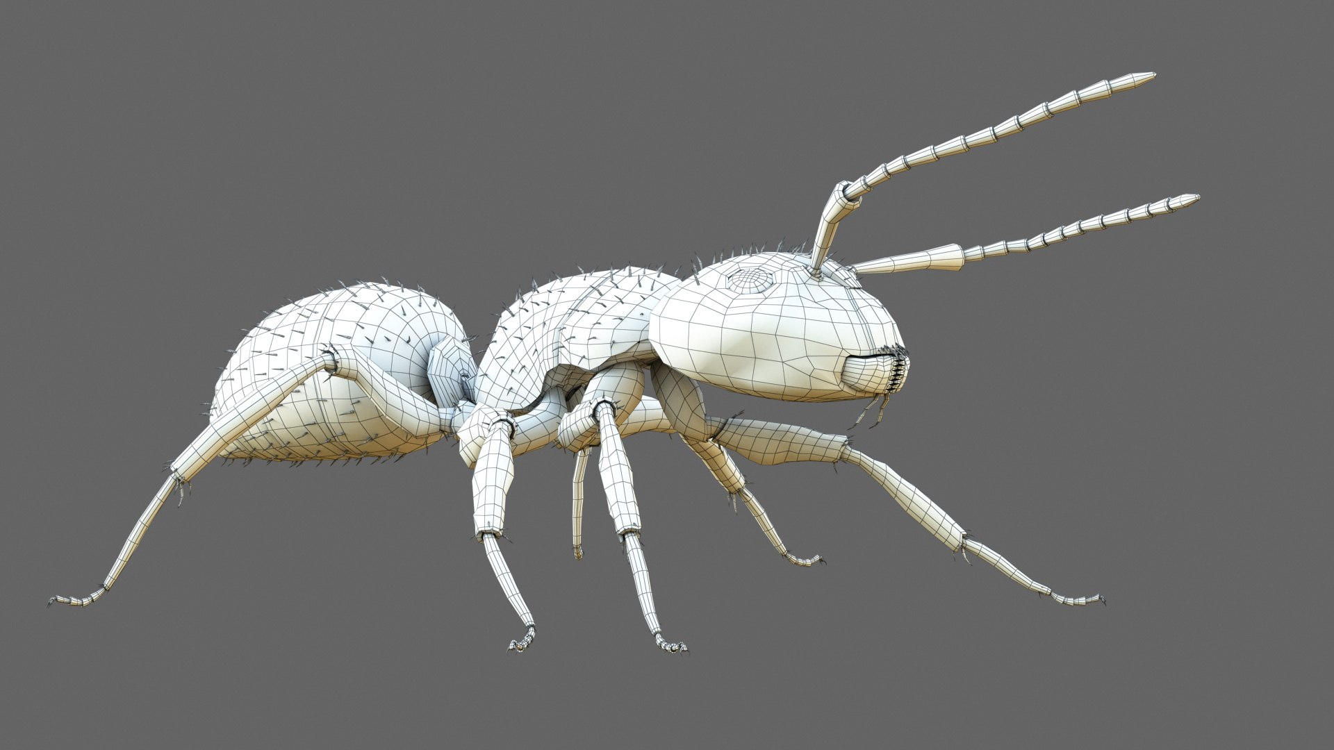 3D Ant Rigged Animated 8K PBR Textures - TurboSquid 1954743