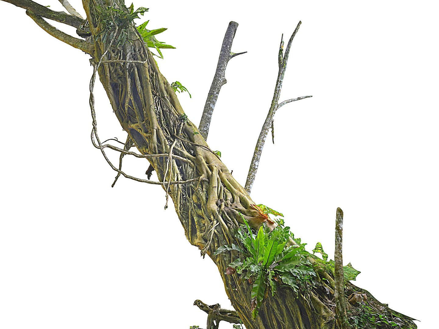 Old Jungle Tree 3D Model - TurboSquid 1465345