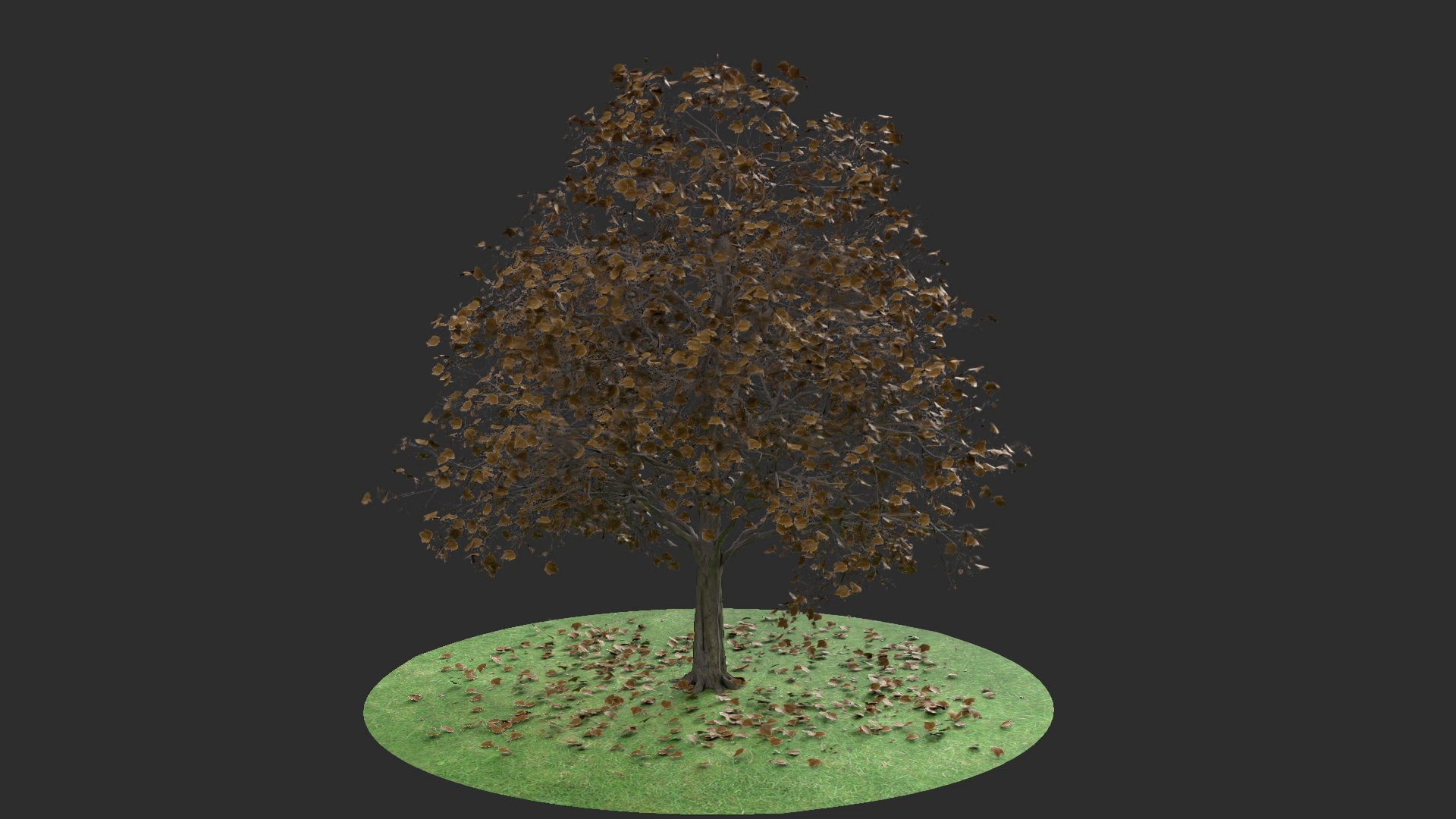 3D platanus autumn hight - TurboSquid 1626005