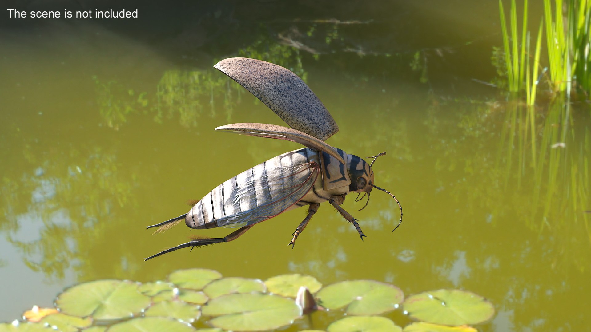 3D Hygrobia Beetle Beige Flying - TurboSquid 2241971