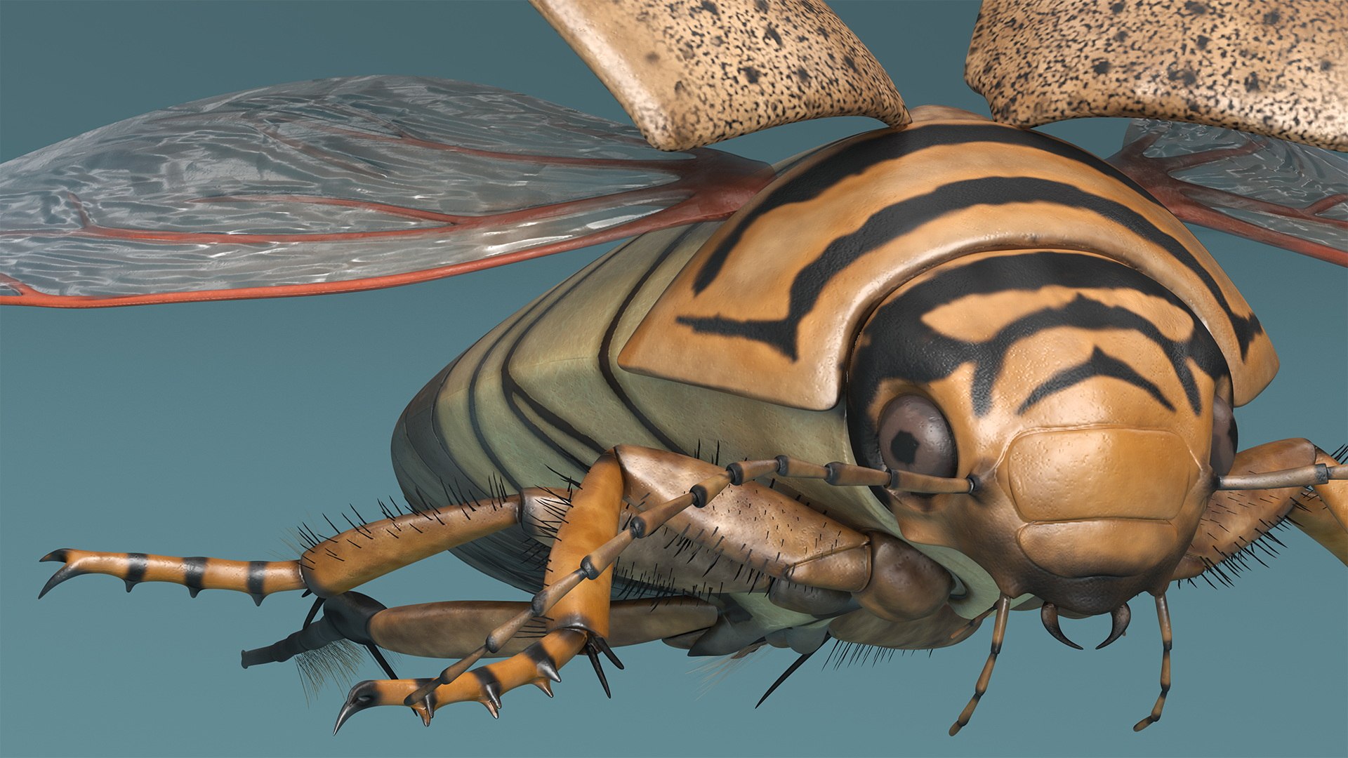 3D Hygrobia Beetle Beige Flying - TurboSquid 2241971