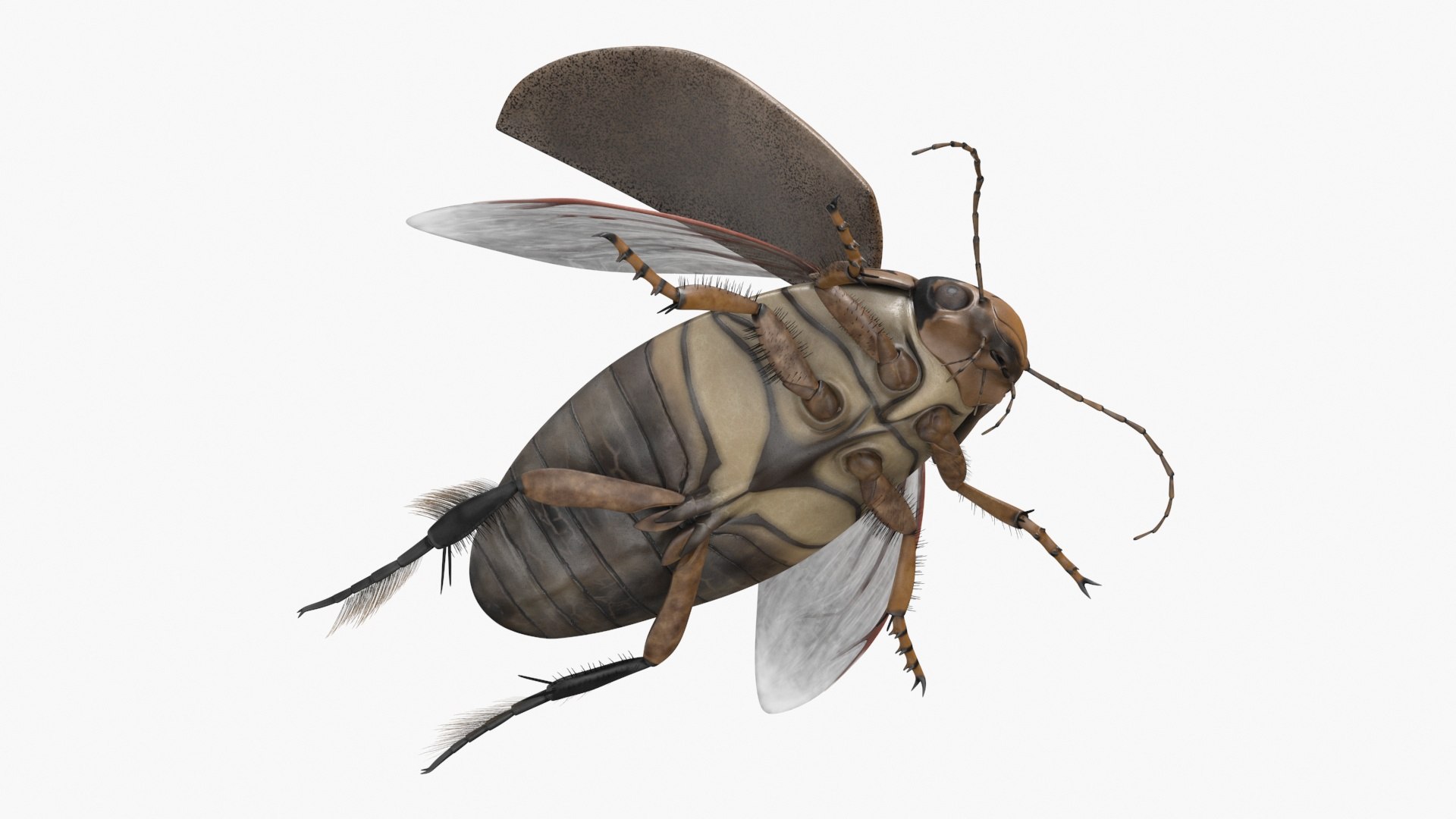 3D Hygrobia Beetle Beige Flying - TurboSquid 2241971