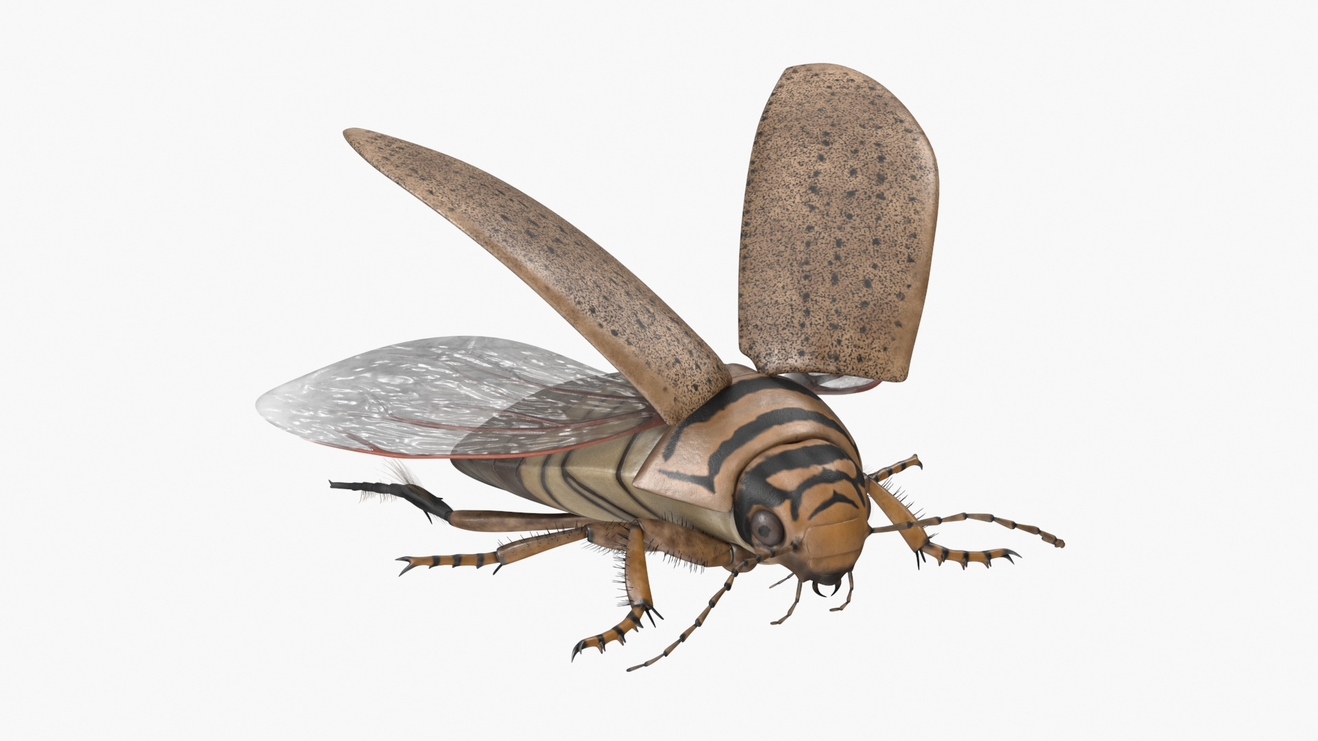 3D Hygrobia Beetle Beige Flying - TurboSquid 2241971