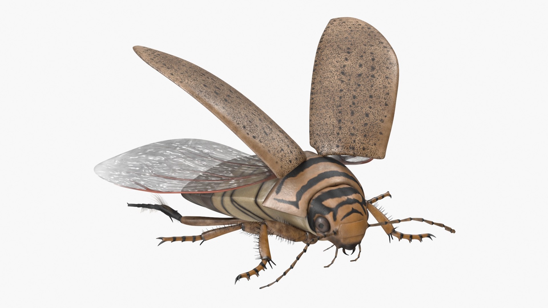 3D Hygrobia Beetle Beige Flying - TurboSquid 2241971