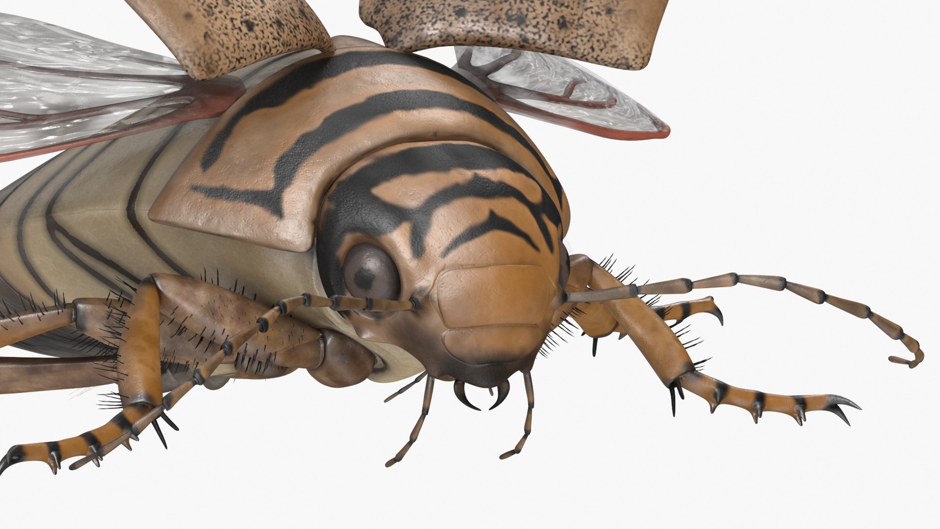 3D Hygrobia Beetle Beige Flying - TurboSquid 2241971