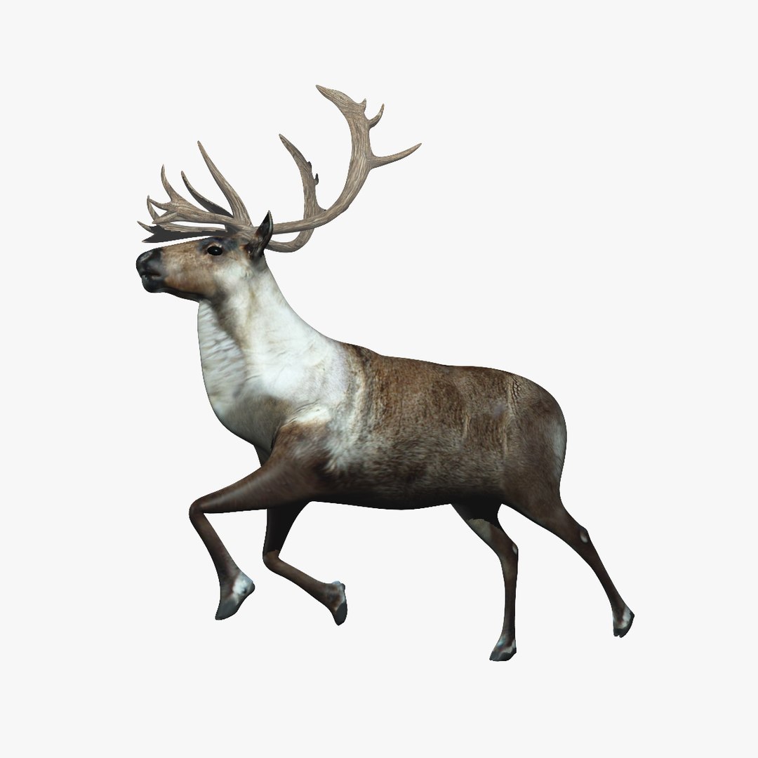 Reindeer Animation Model - TurboSquid 1347273