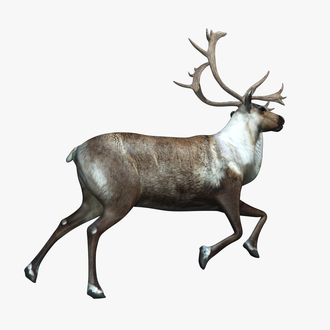 Reindeer animation model - TurboSquid 1347273