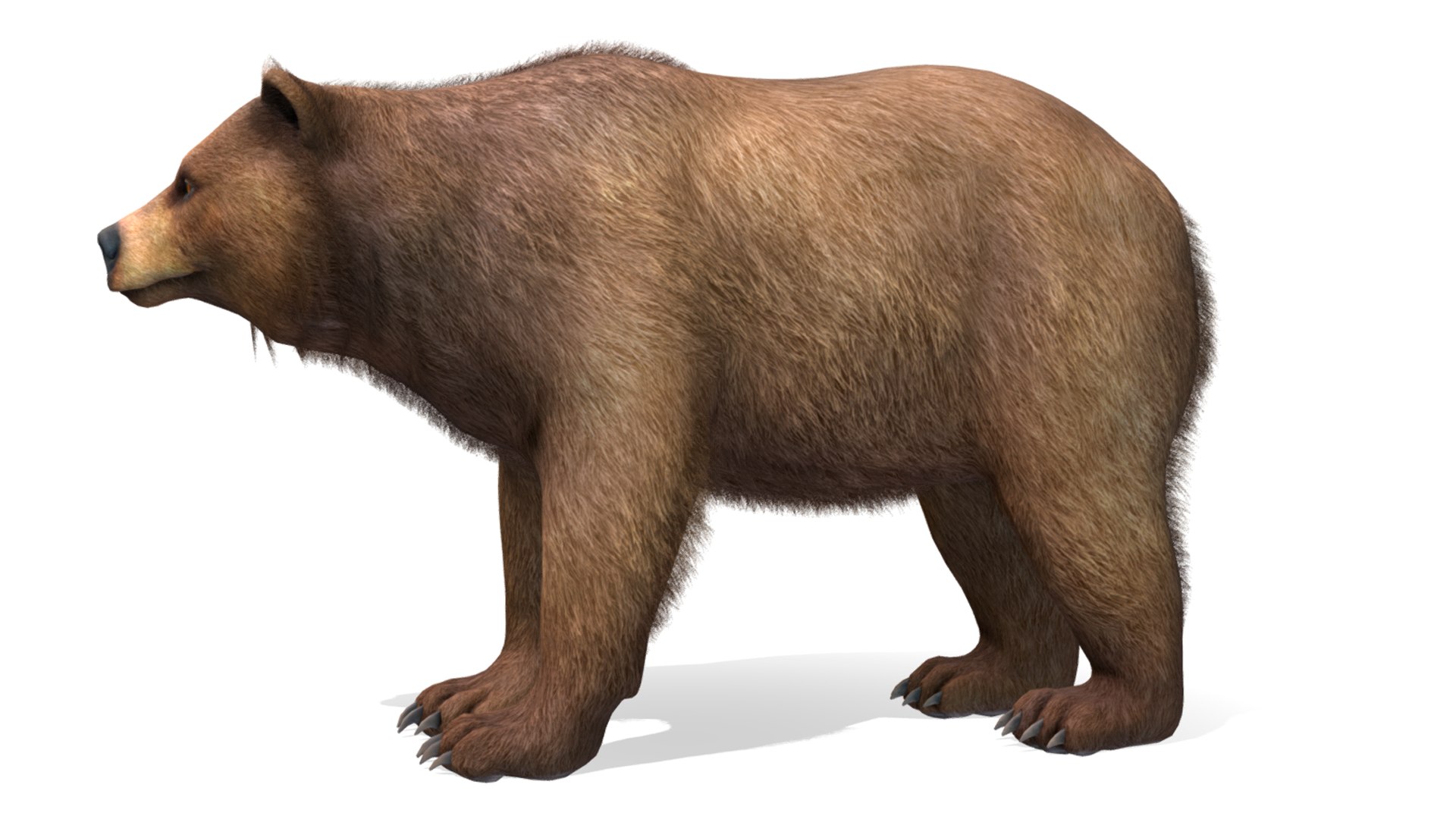 3D Bear - Male - TurboSquid 2090499