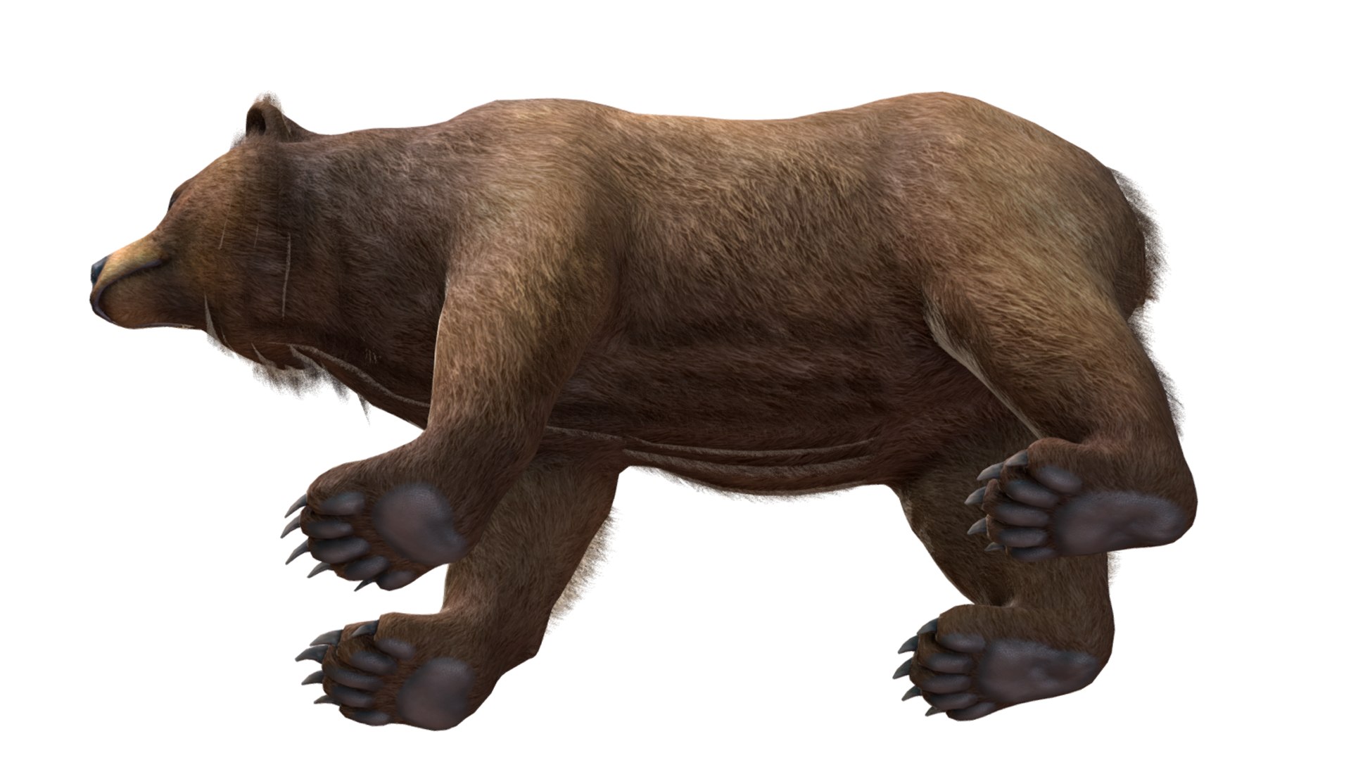 3D Bear - Male - TurboSquid 2090499