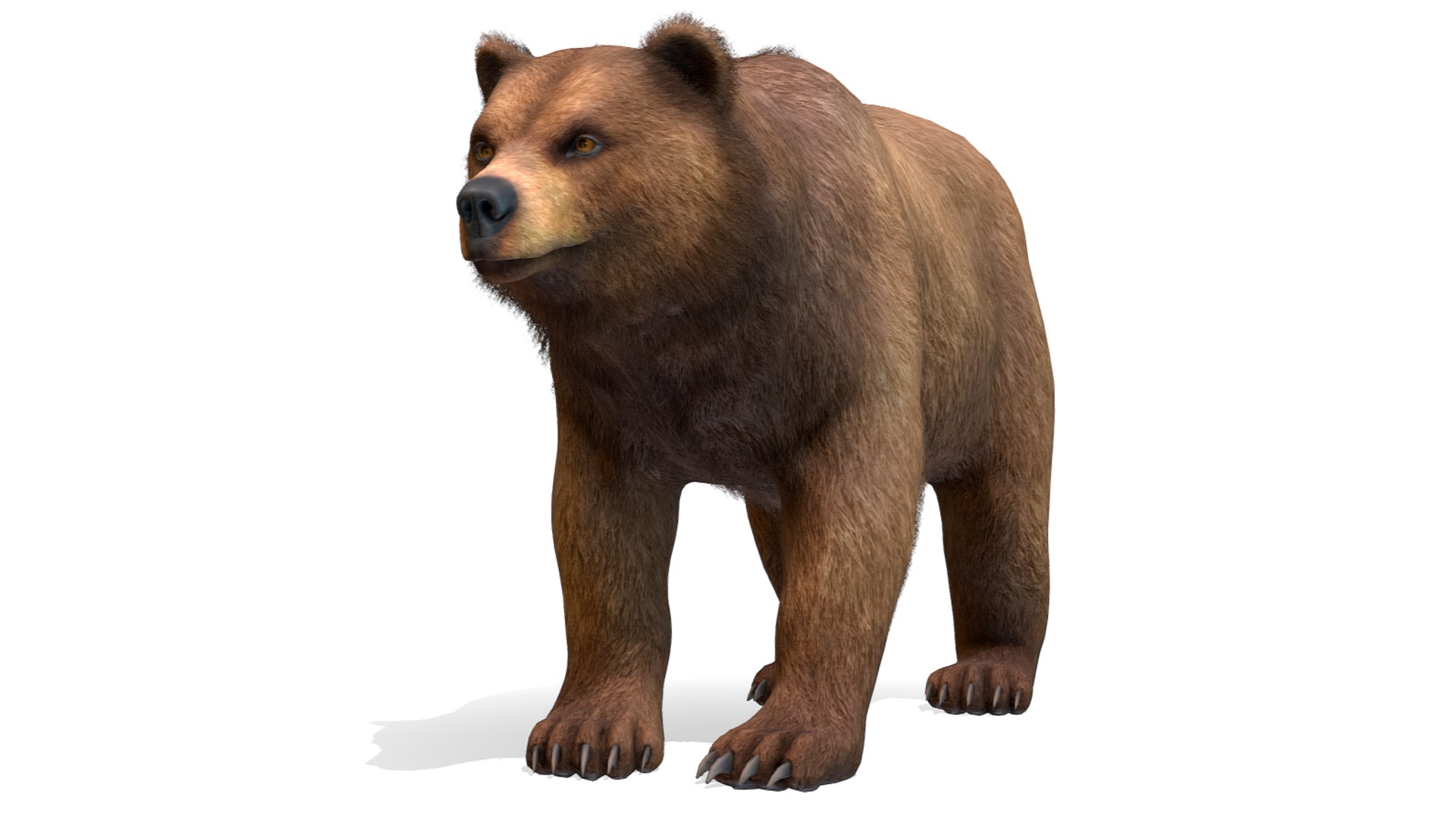 3D Bear - Male - TurboSquid 2090499