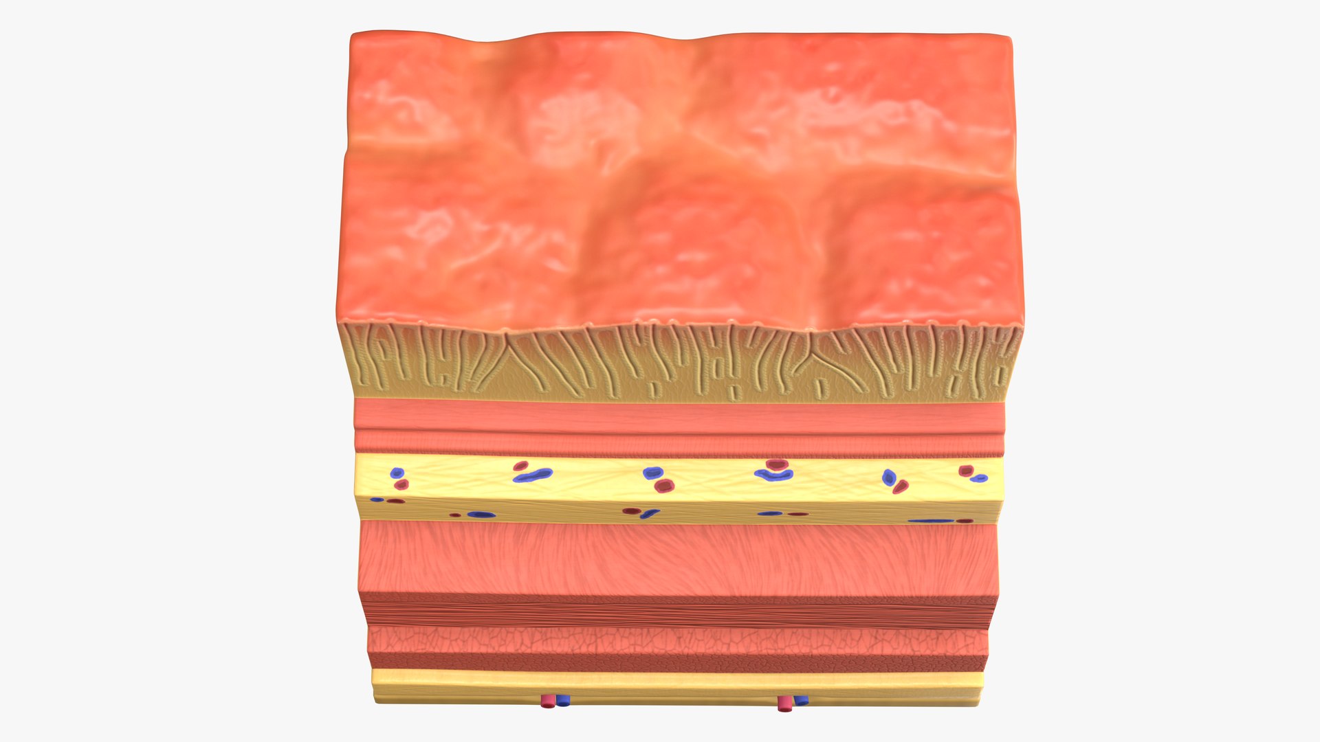 Professional Stomach Lining Wall 3D Model 3D Model - TurboSquid 2012841