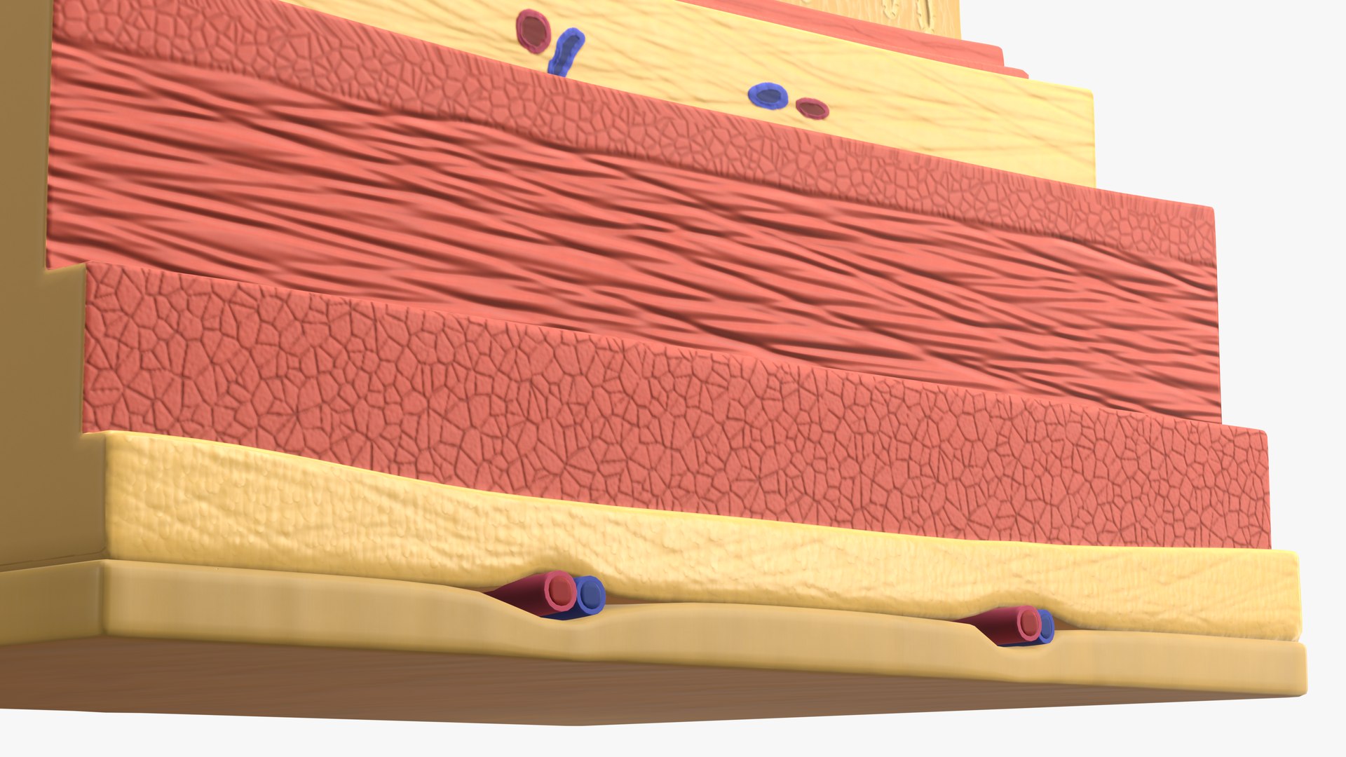 Professional Stomach Lining Wall 3D Model 3D Model - TurboSquid 2012841