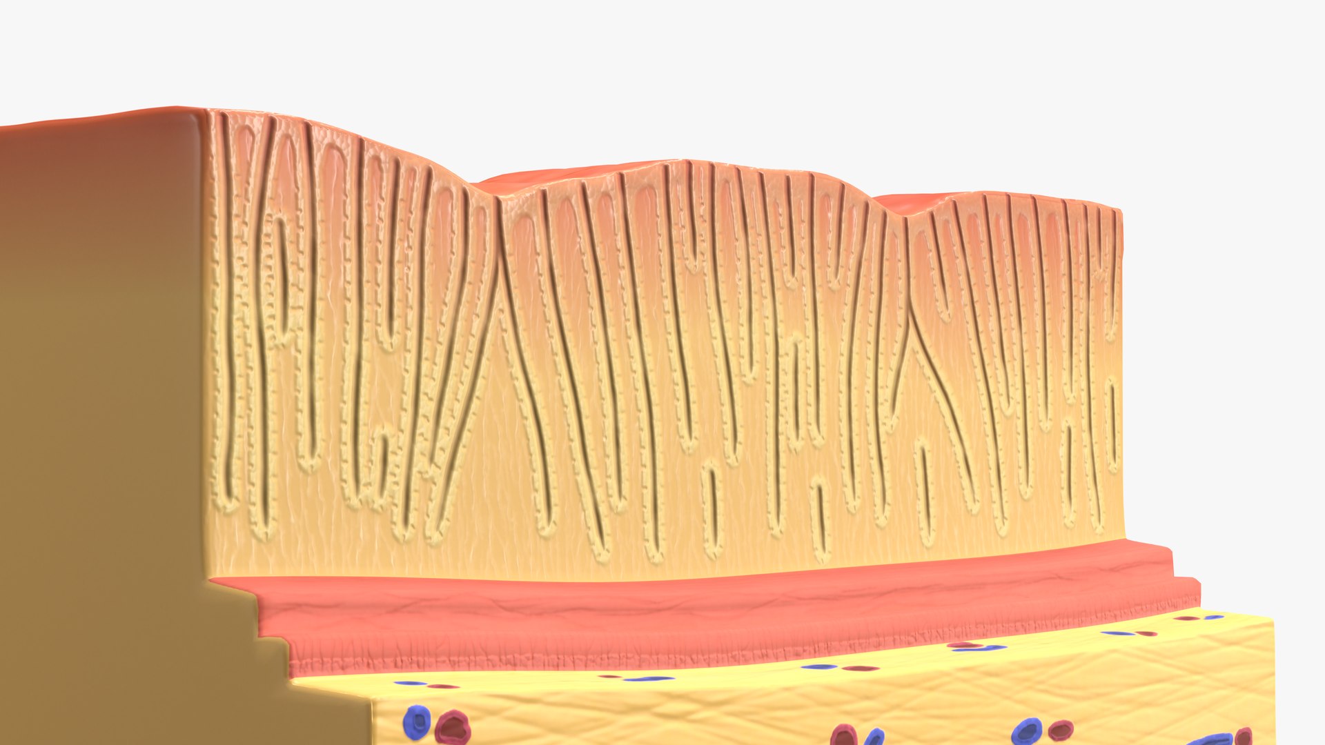 Professional Stomach Lining Wall 3D Model 3D Model - TurboSquid 2012841