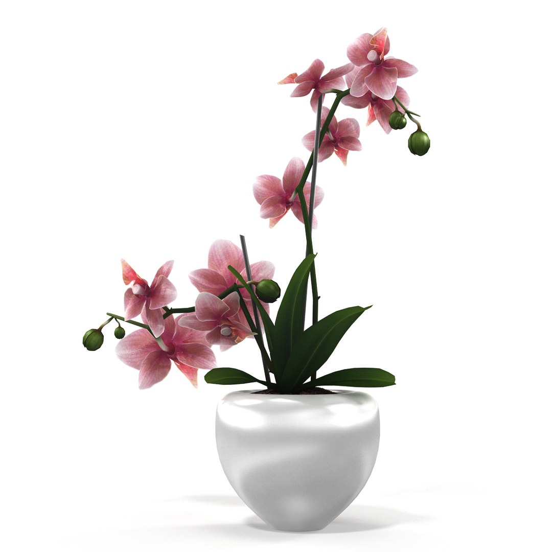 Contemporary Flower 3d Max