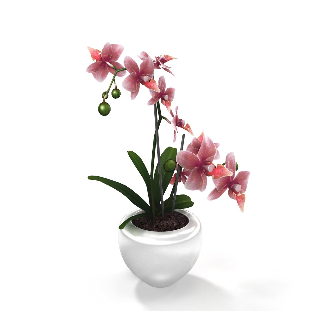 Contemporary Flower 3d Max