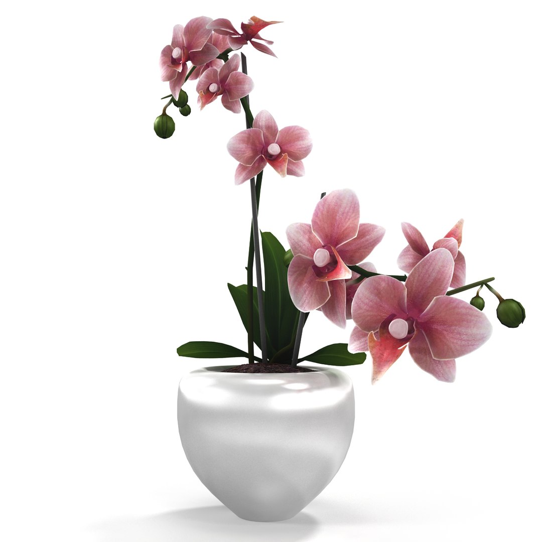 Contemporary Flower 3d Max
