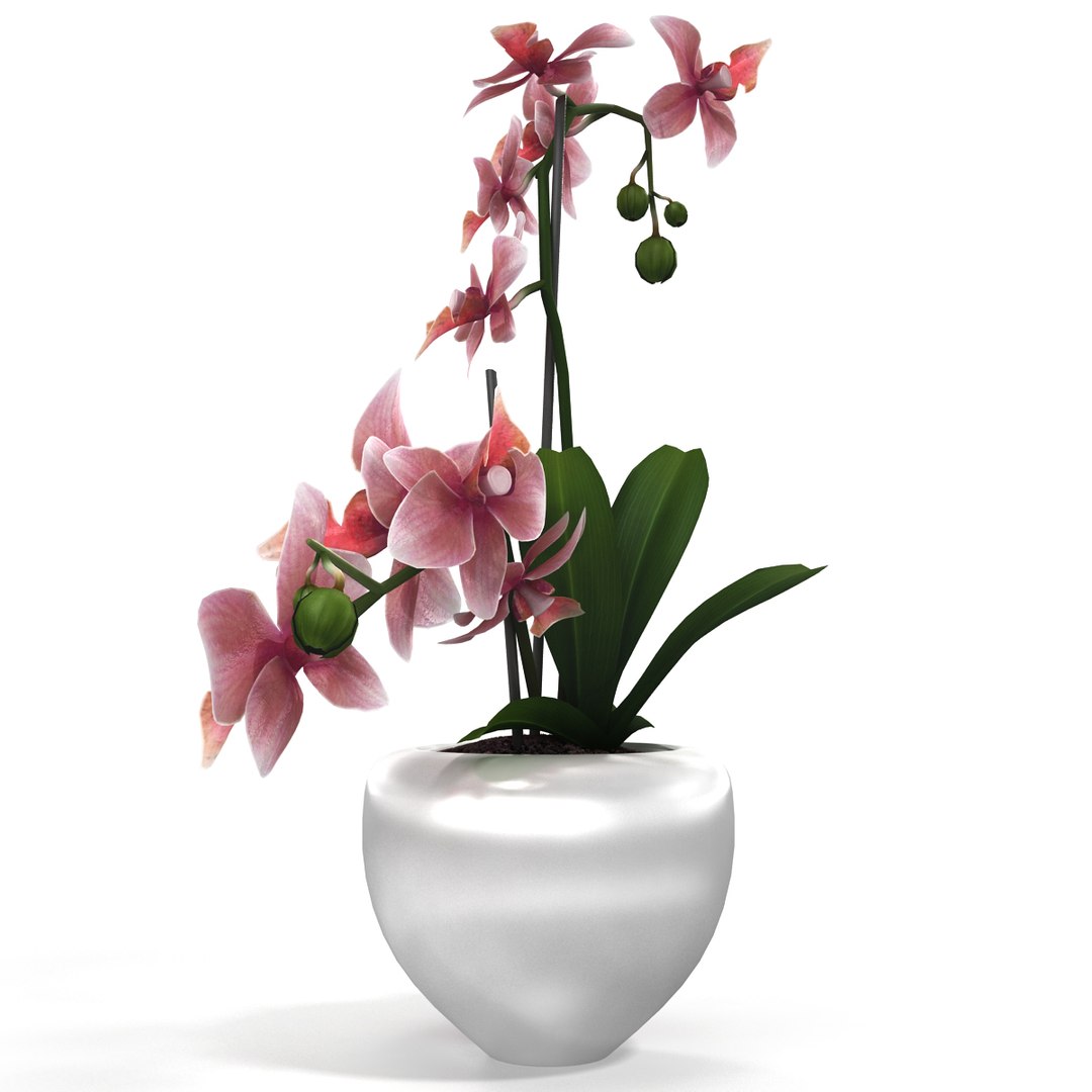 Contemporary Flower 3d Max