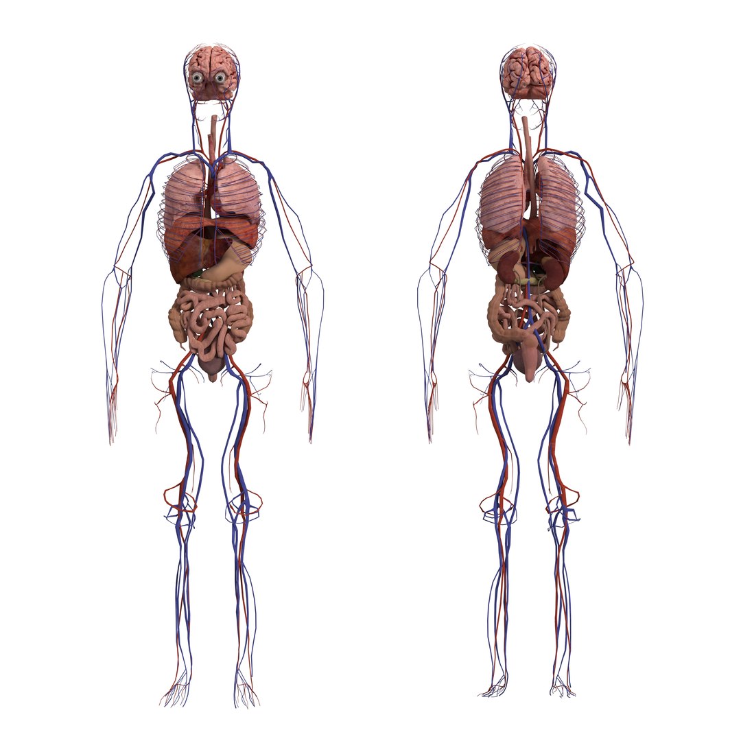 3D Complete Human Body Anatomy - Muscles Skeleton Internal Organs ...