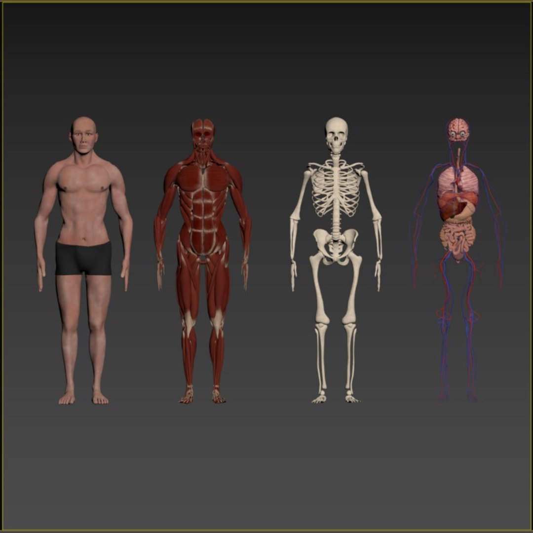 3D Complete Human Body Anatomy - Muscles Skeleton Internal Organs ...