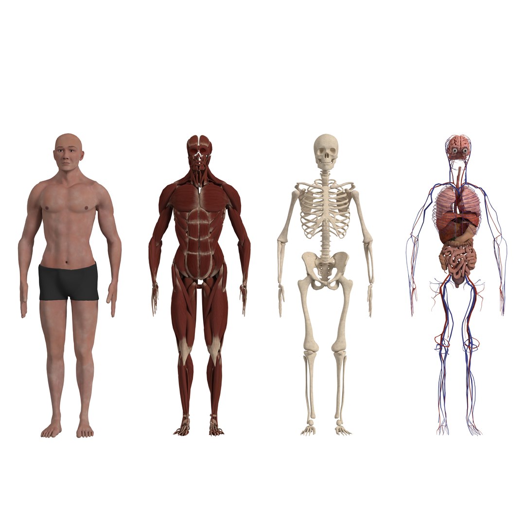 3D Complete Human Body Anatomy - Muscles Skeleton Internal Organs ...