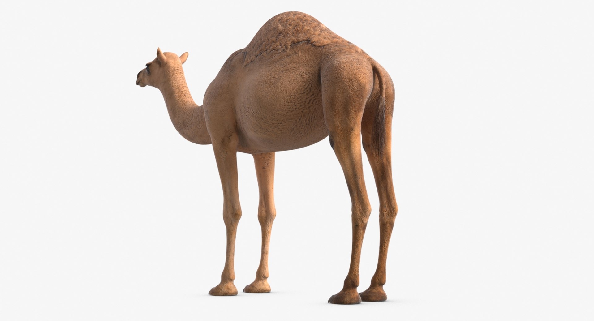 Camel 2 3D Model - TurboSquid 1401111
